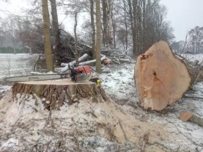 Bomen laten vellen | Professionele werkwijze