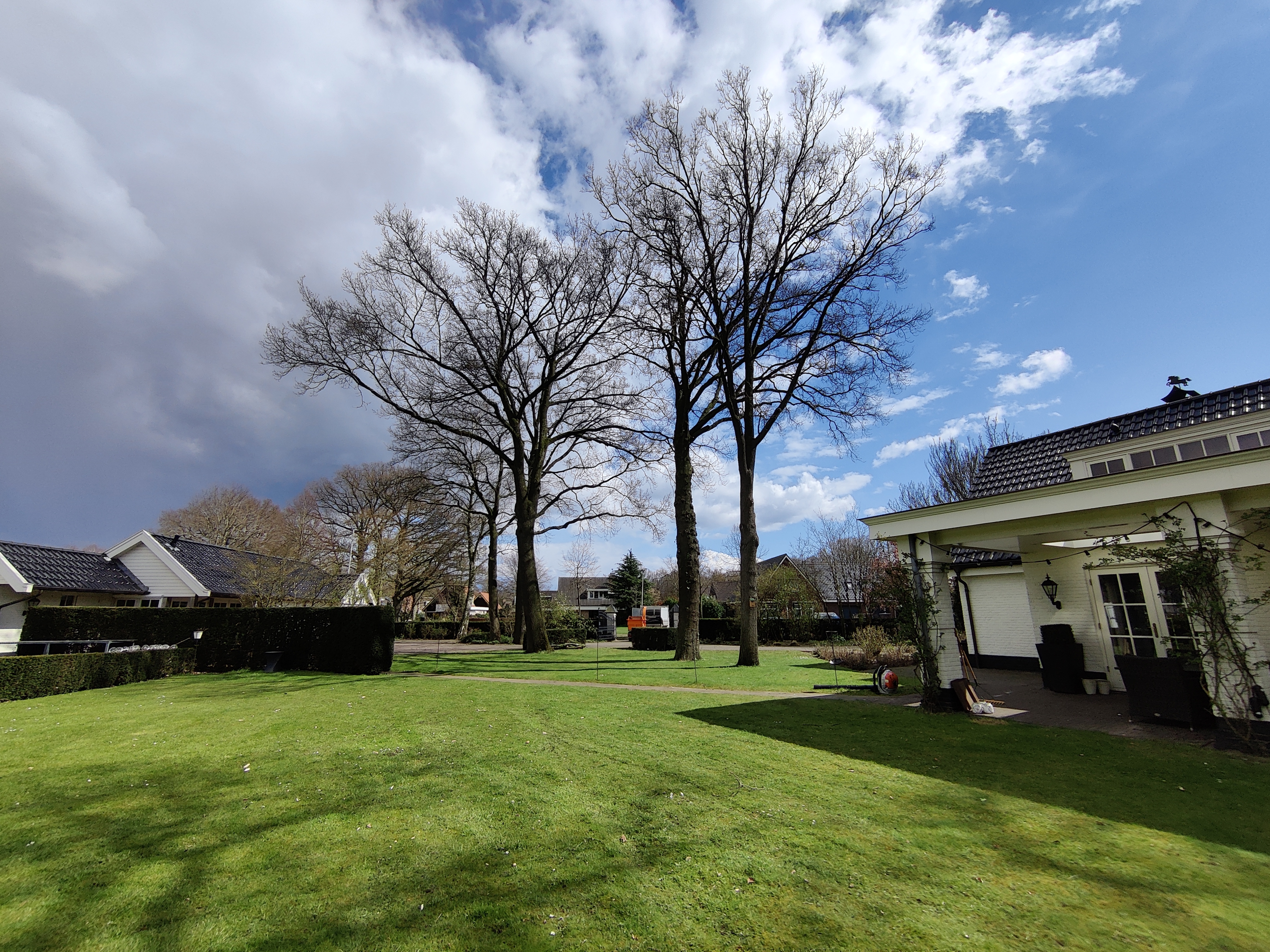 Wilgen knotten, hoe en wanneer doe je dat | Allround European Tree Worker
